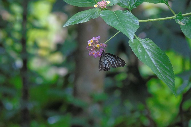 Sinharaja Rain Forest Tours (Full Day) - Who Will Love This Tour?