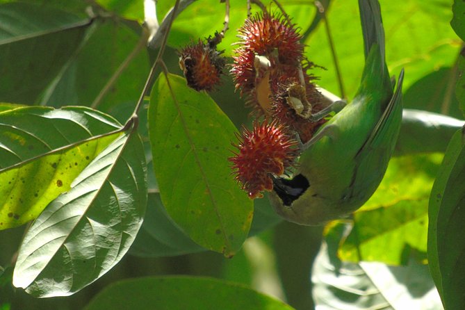 Sinharaja Rain Forest Tours (Full Day) - The Sum Up