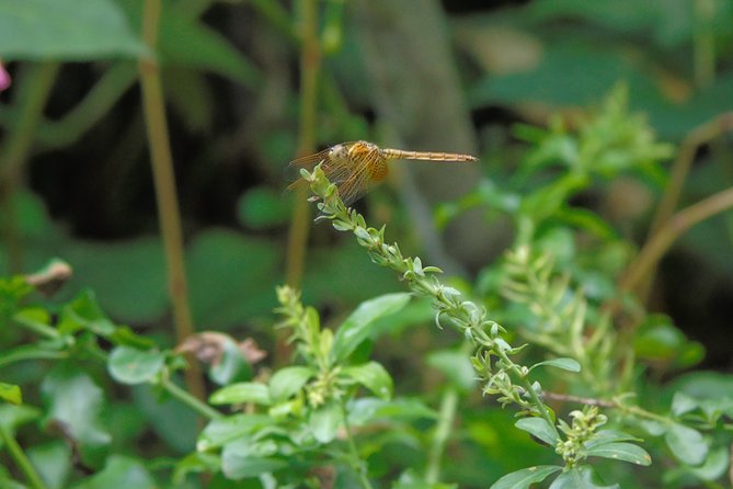 Sinharaja Rain Forest Tours (Full Day) - FAQs