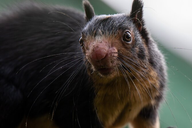 Sinharaja Rainforest Day Tour By Rainforest Expedition - Key Points