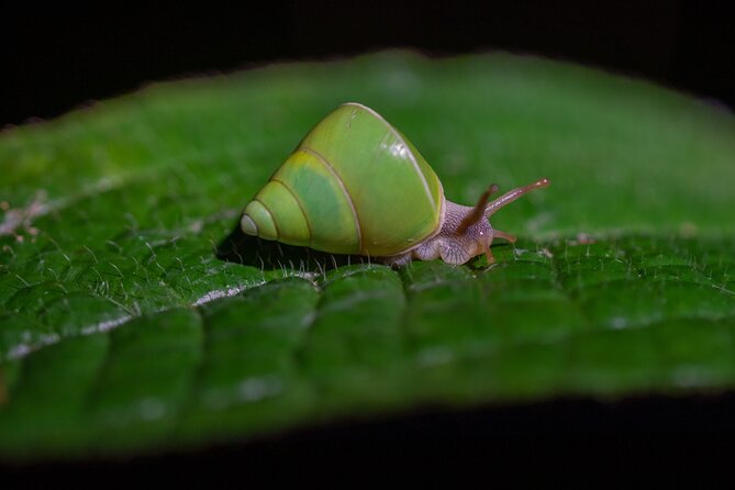 Sinharaja Rainforest Day Tour By Rainforest Expedition - Why This Tour Works Well