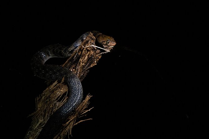 Sinharaja Rainforest Day Tour By Rainforest Expedition - FAQ