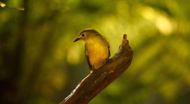 Sinharaja Rainforest: Day Trip From Colombo or Negombo - Key Points