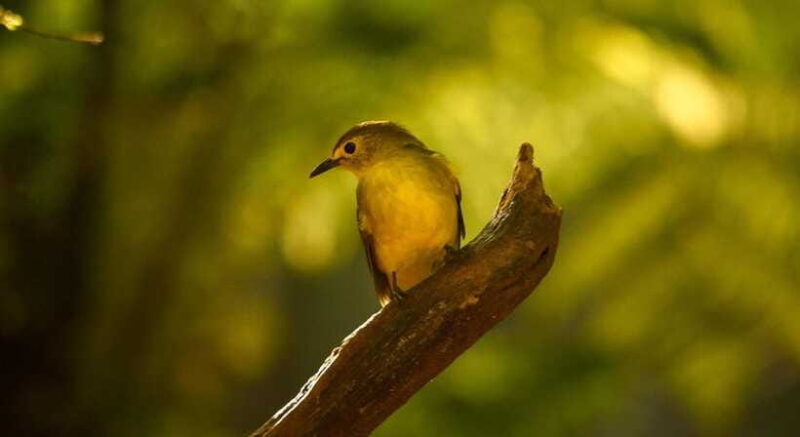 Sinharaja Rainforest: Day Trip From Colombo or Negombo - Important Practicalities