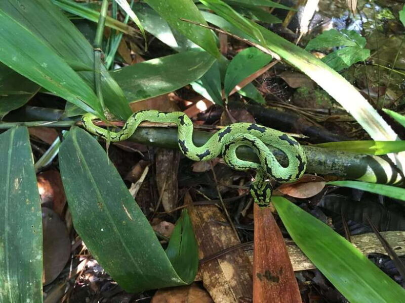 Sinharaja Rainforest: Day Trip From Galle or Bentota - Key Points