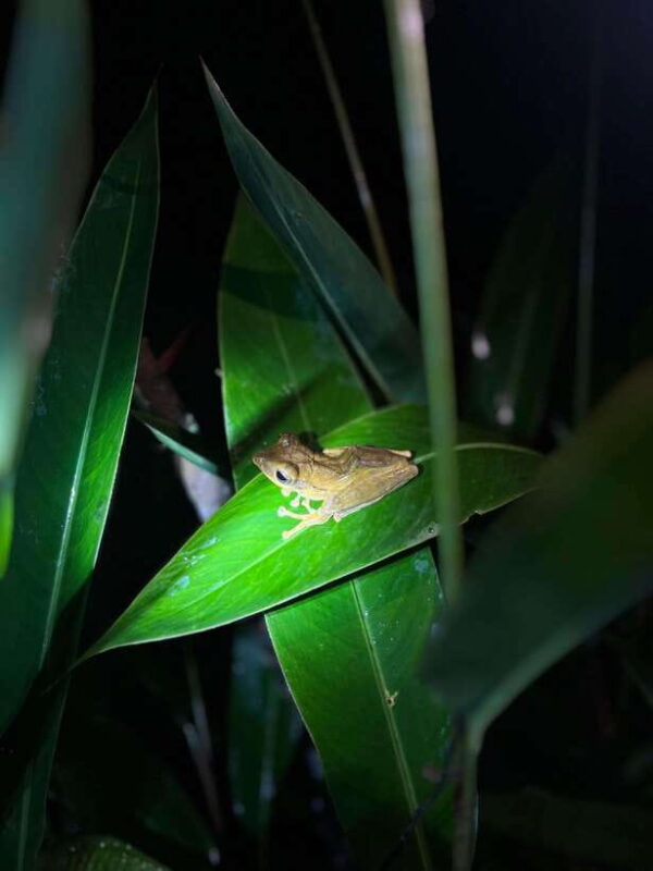 Sinharaja Rainforest: Day Trip From Galle or Bentota - Final Thoughts