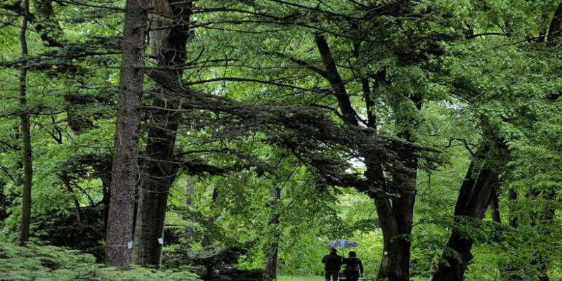 Sinharaja Rainforest Private & Customize Tour - Key Points