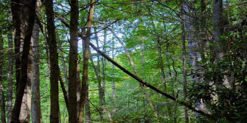 Sinharaja Rainforest Private & Customize Tour - The Itinerary in Detail