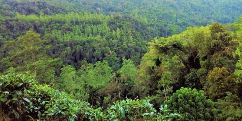 Sinharaja Rainforest Private & Customize Tour - What Travelers Say