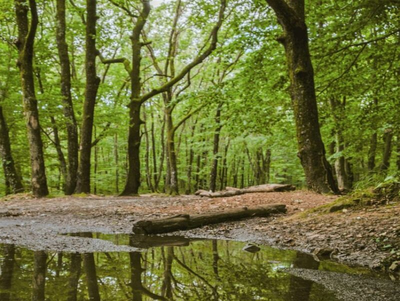 Sinharaja Rainforest Private & Customize Tour - Summary of the Experience