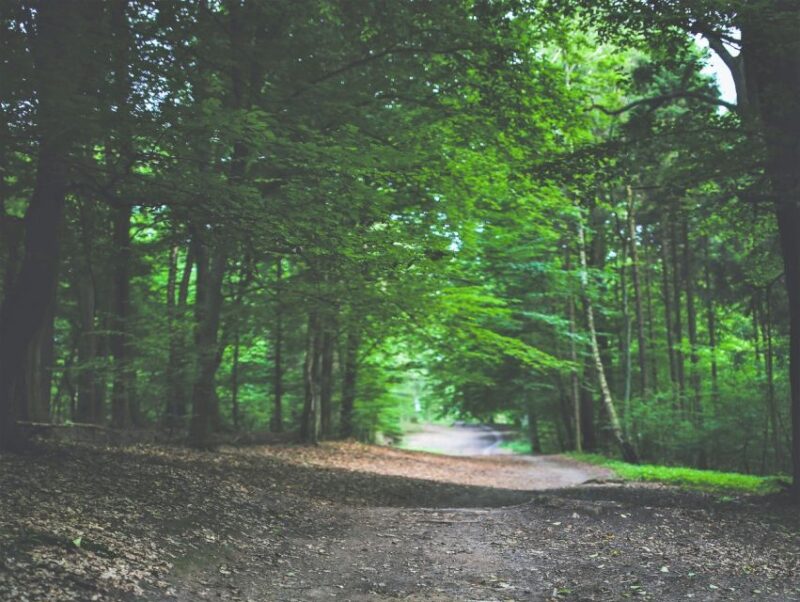 Sinharaja Rainforest Private & Customize Tour - Who Should Consider This Tour?