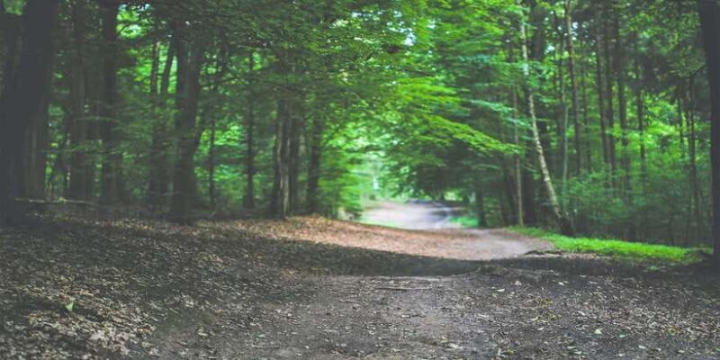 Sinharaja Rainforest Private & Customize Tour - FAQs