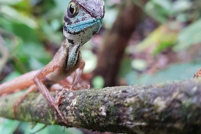 Sinharaja RainForest Private Full Day Tour - Key Points