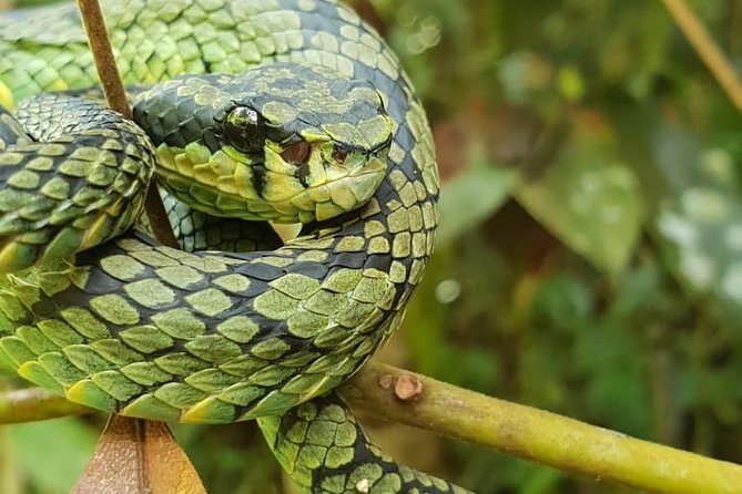 Sinharaja RainForest Private Full Day Tour - What You Can Expect from the Itinerary