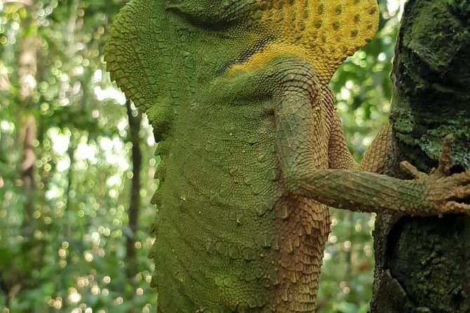 Sinharaja RainForest Private Full Day Tour - Authenticity and Value in Perspective