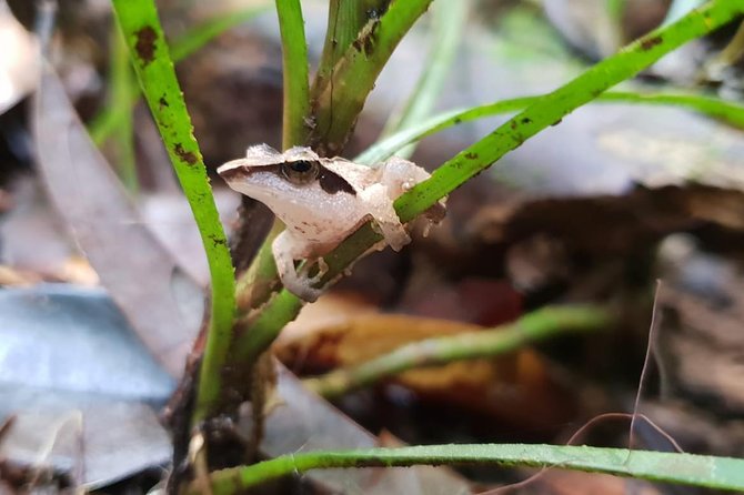 Sinharaja RainForest Private Full Day Tour - Who Should Consider This Tour?