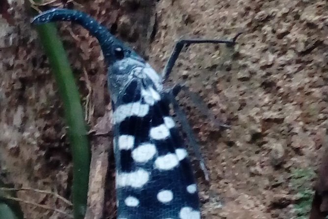 Sinharaja Rainforest Tour - Who Should Consider This Tour?