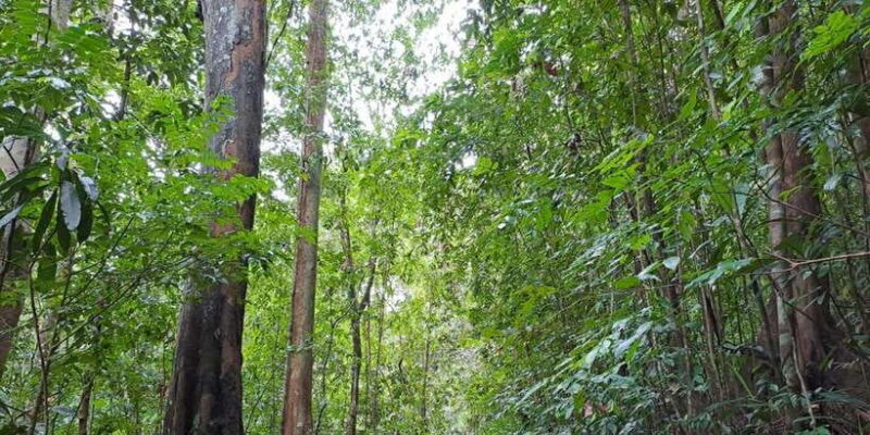 Sinharaja Rainforest Tour - Key Points