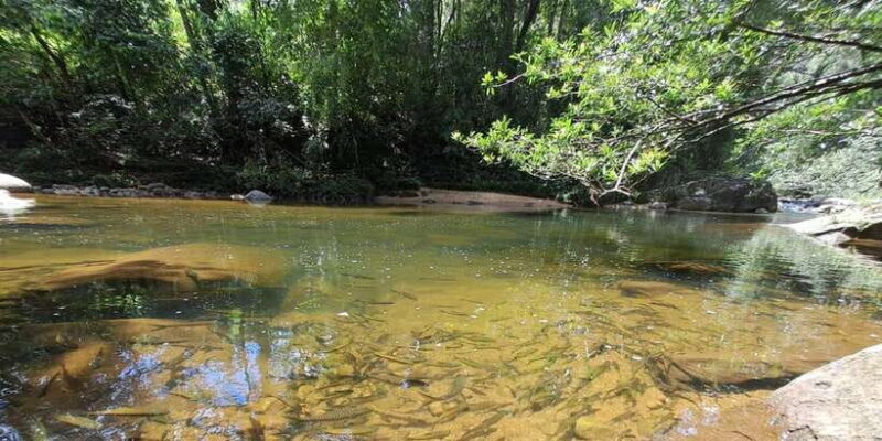 Sinharaja Rainforest Tour - The Itinerary Breakdown and What to Expect