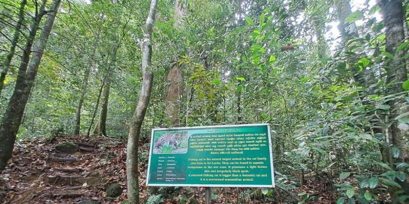 Sinharaja Rainforest Tour - The Value Proposition