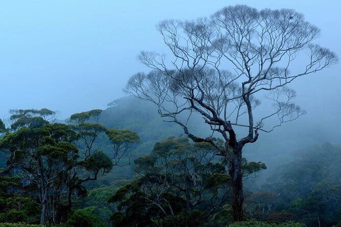 Sinharaja Rainforest Trekking All Inclusive Tour from Hambantota - Key Points