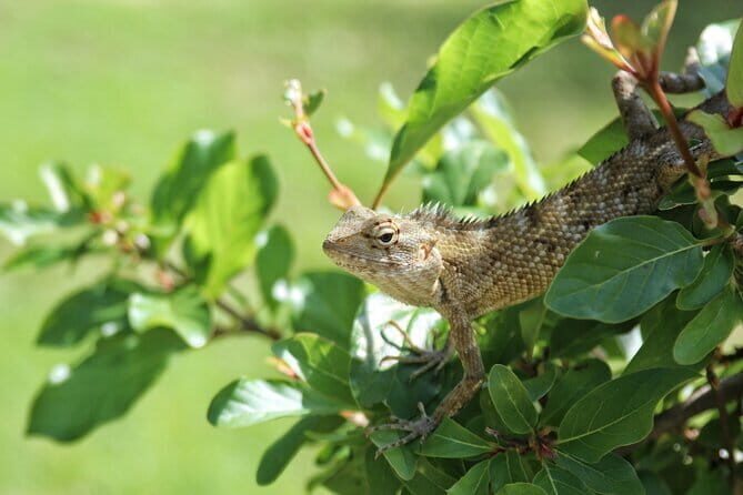 Sinharaja Rainforest Trekking All Inclusive Tour from Hambantota - Who Would Love This Tour?