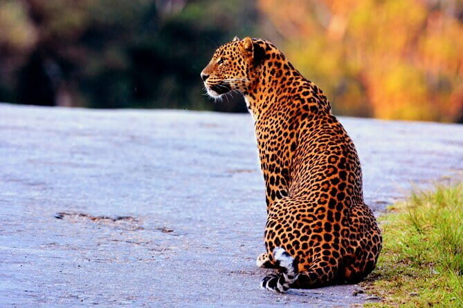 Sinharaja Rainforest Trekking All Inclusive Tour from Hambantota - Frequently Asked Questions