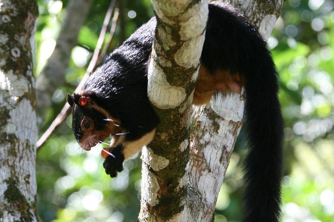 Sinharaja Trekking Day Trip - Private & All Inclusive - The Transportation and Duration