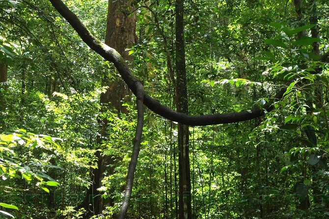 Sinharaja Trekking Day Trip - Private & All Inclusive - Analyzing the Value