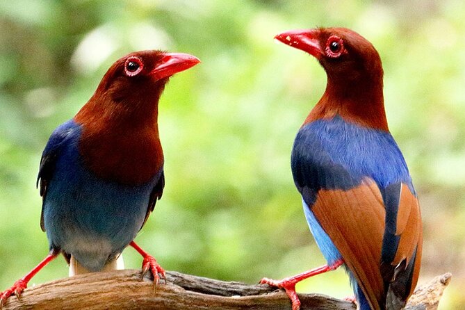 Sinharaja Trekking Day Trip - Private & All Inclusive - Who Should Book This Tour?