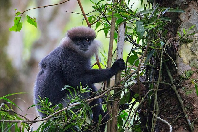 Sinharaja Trekking Day Trip - Private & All Inclusive - The Sum Up