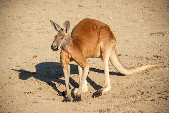 Sip and Animal Safari Experience in Fredericksburg - A Closer Look at the Fredericksburg Hop and Sip Kangaroo Experience