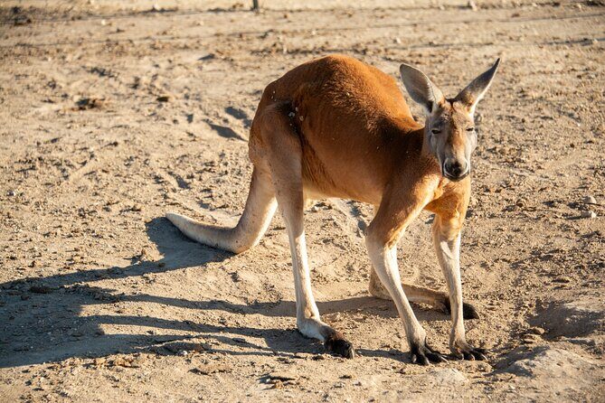 Sip and Animal Safari Experience in Fredericksburg - The Sum Up