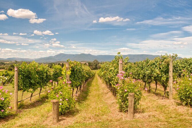 Sip and Savor: Private Yarra Valley Wine Tour from Melbourne - What to Expect on the Tour