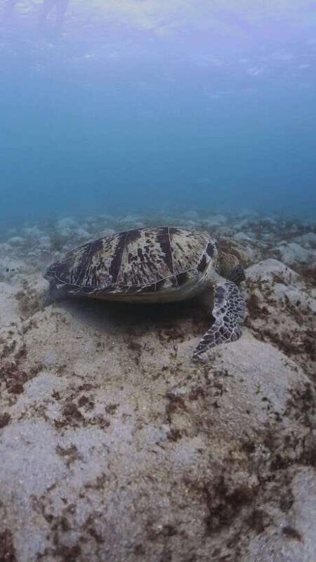 Siquijor: Freediving Adventure with Lunch and Beach Time - The Realities and Possible Drawbacks