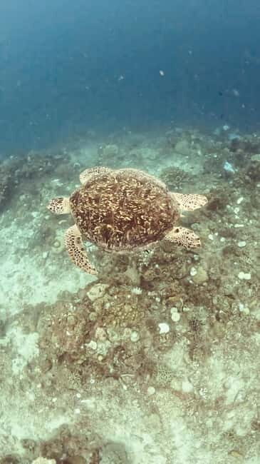 Siquijor: Jeepney Island Tour with Snorkeling - An Introduction to the Siquijor Jeepney Tour