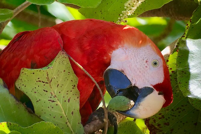 Sirena Station, Corcovado National Park Day Trip From Quepos. - Highlights of the Tour