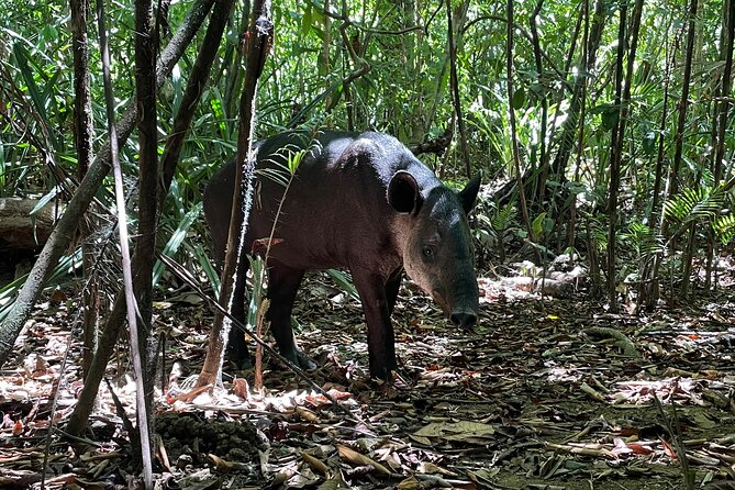 Sirena Station, Corcovado National Park Day Trip From Quepos. - Booking Information and Flexibility