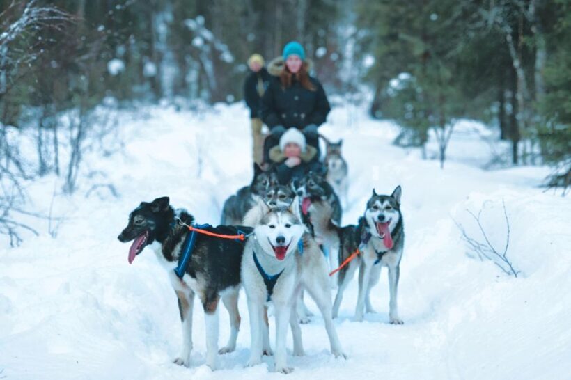 Sirkka: Husky Sled Ride in Levi - Real Traveler Impressions