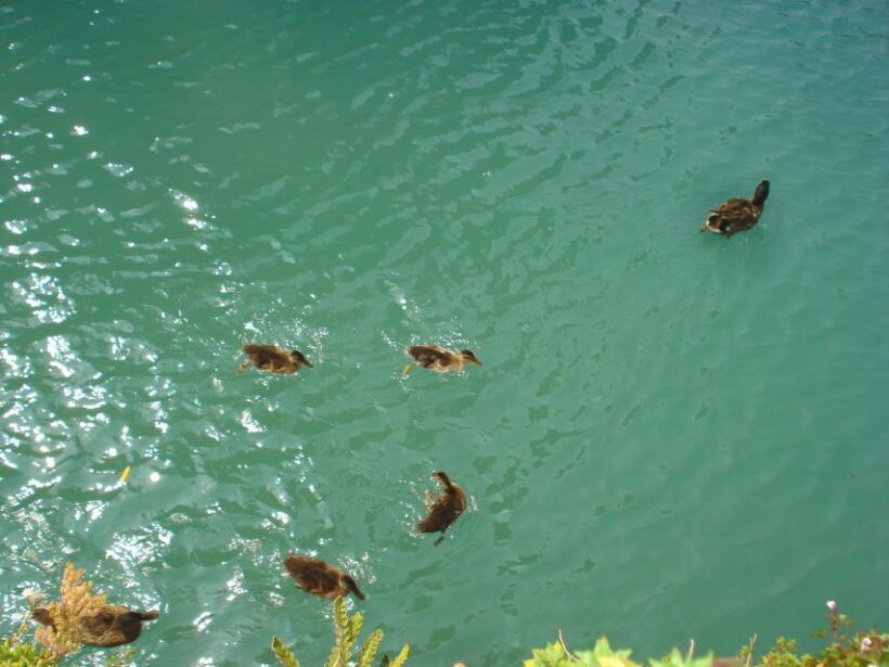 Sirmione private tour: on the shores of lake Garda - Final thoughts