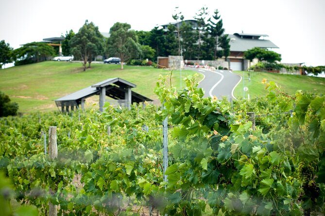 Sirromet Winery Tour and Wine Tasting - Authenticity and the Human Touch