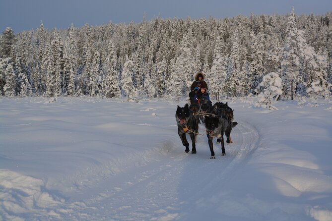 Sit Back and Relax Morning Husky Tour - Accessibility and Duration