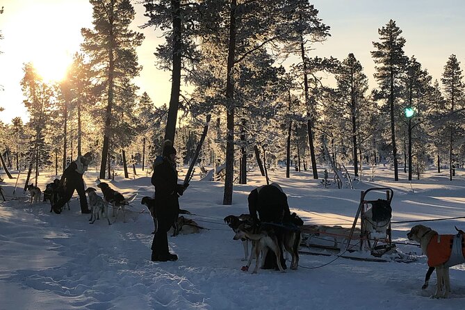 Sit Down Husky Ride Dog Sled Tour in Kiruna - FAQs