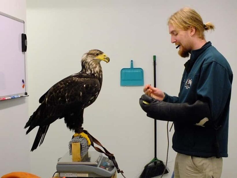 Sitka: Alaska Raptor Center Admission Ticket - A Close Look at the Alaska Raptor Center