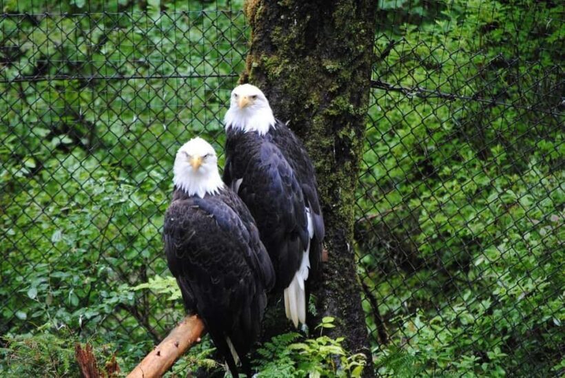 Sitka: Alaska Raptor Center Admission Ticket - Who Will Love This Experience?