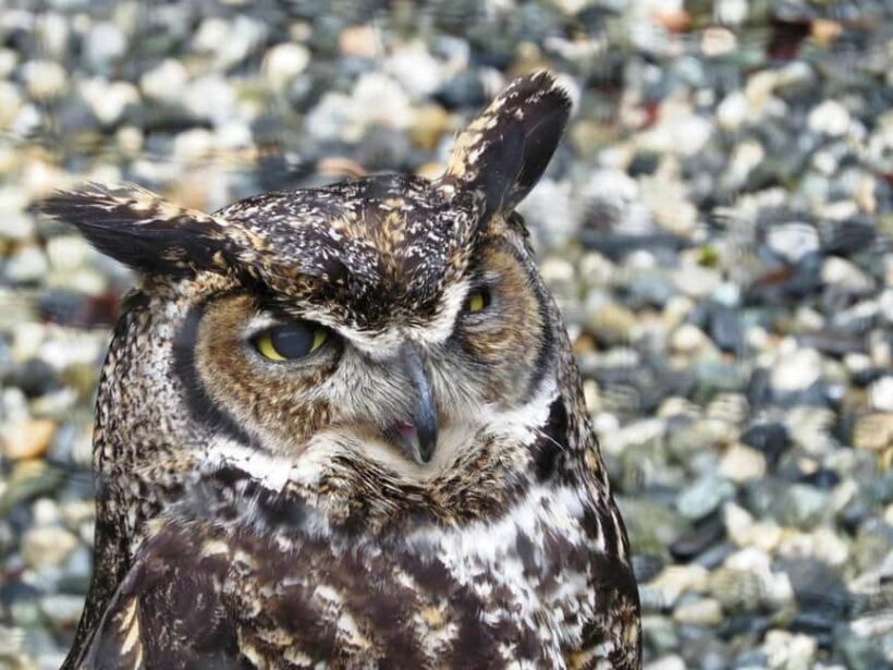 Sitka: Alaska Raptor Center Admission Ticket - FAQ