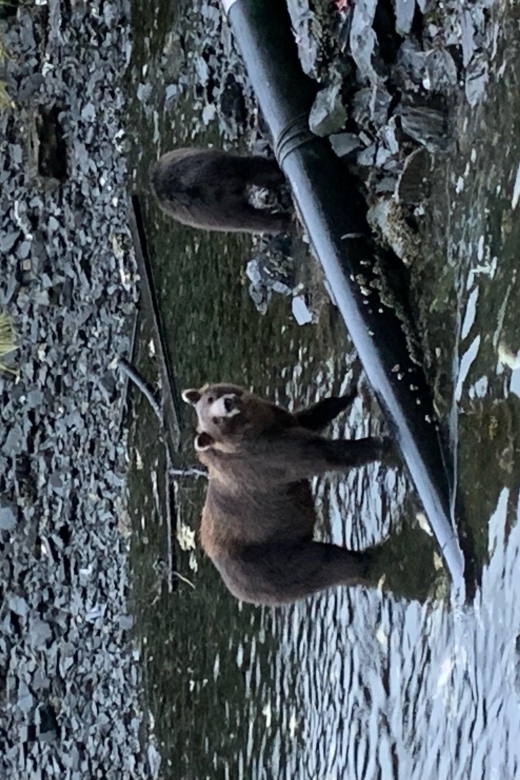 Sitka Boat Tours: whale watching, hot springs, kayaking - Key Points