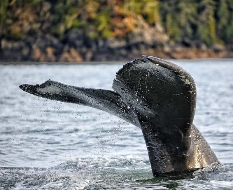 Sitka: Premiere Whale Watching and Wildlife Tour - A Compact But Well-Equipped Adventure
