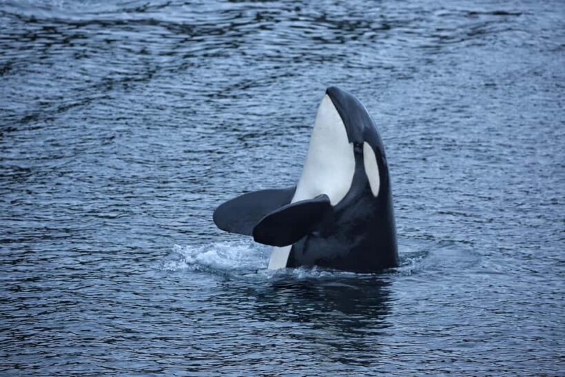 Sitka: Premiere Whale Watching and Wildlife Tour - The Wildlife Guarantee: What it Means for You