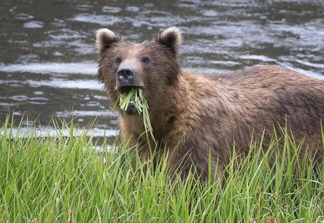 Sitka Premium Tour- Private- Alaska Raptor Center, Fortress of the Bears,Totems - Sitka National Historic Park – Totems and Nature